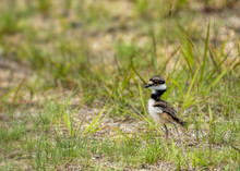 Killdeer Bird And Baby Free Stock Photo - Public Domain Pictures