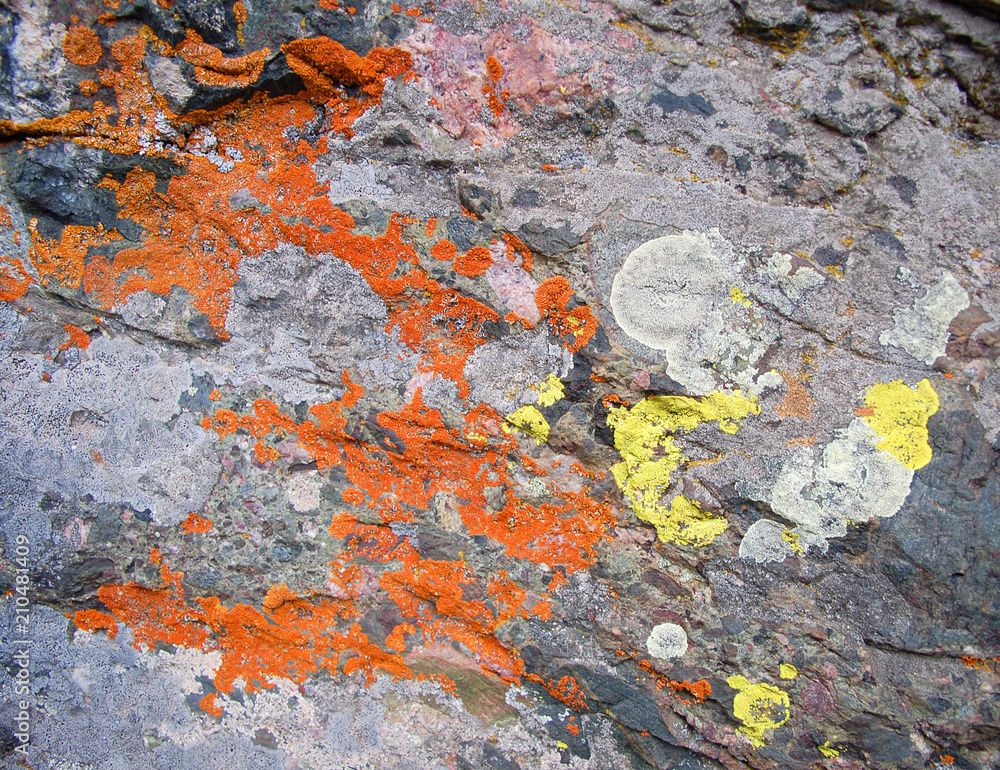 Lichen encrusted Crestone conglomerate stone in the Sangre De Cristo ...