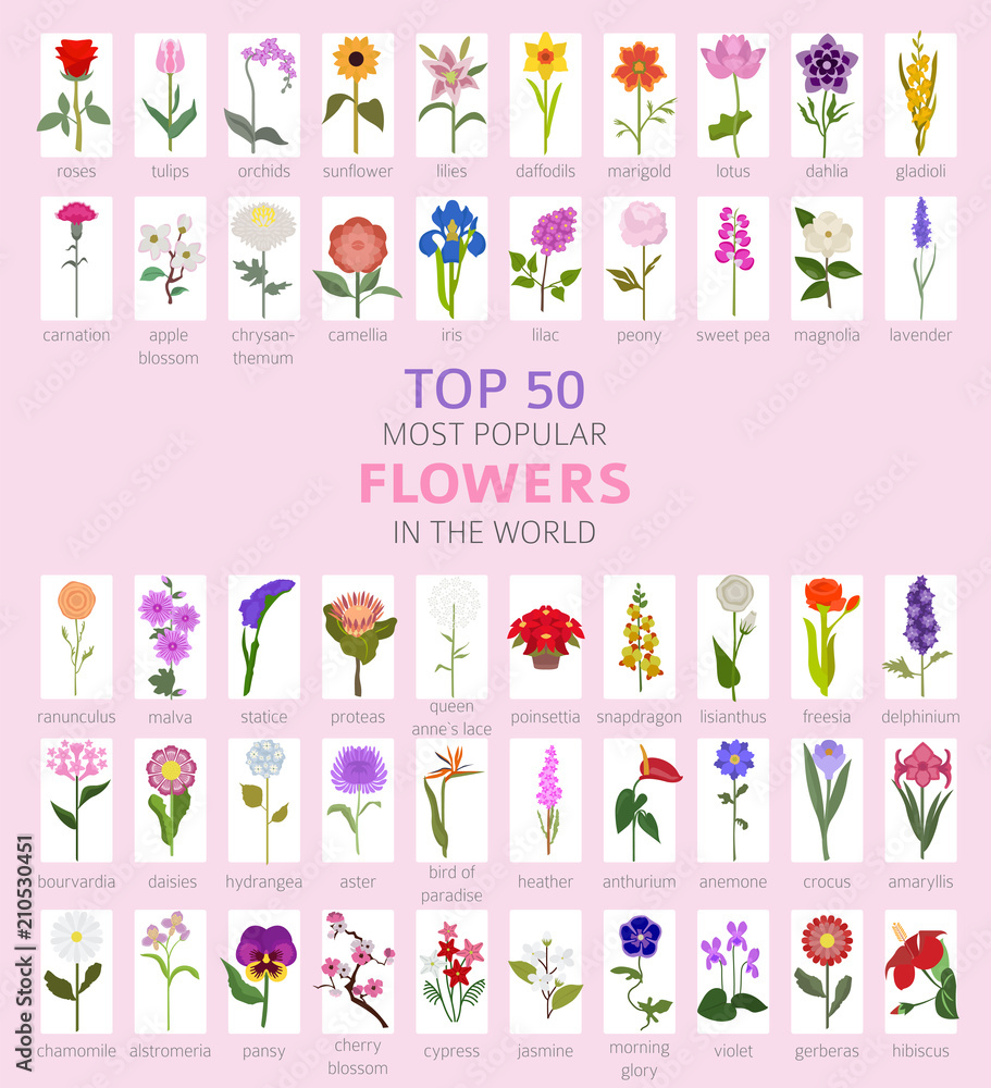 Your garden guide. Top 50 most popular flowers infographic Stock Vector ...