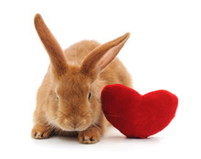 Bunny Heart Free Stock Photo - Public Domain Pictures