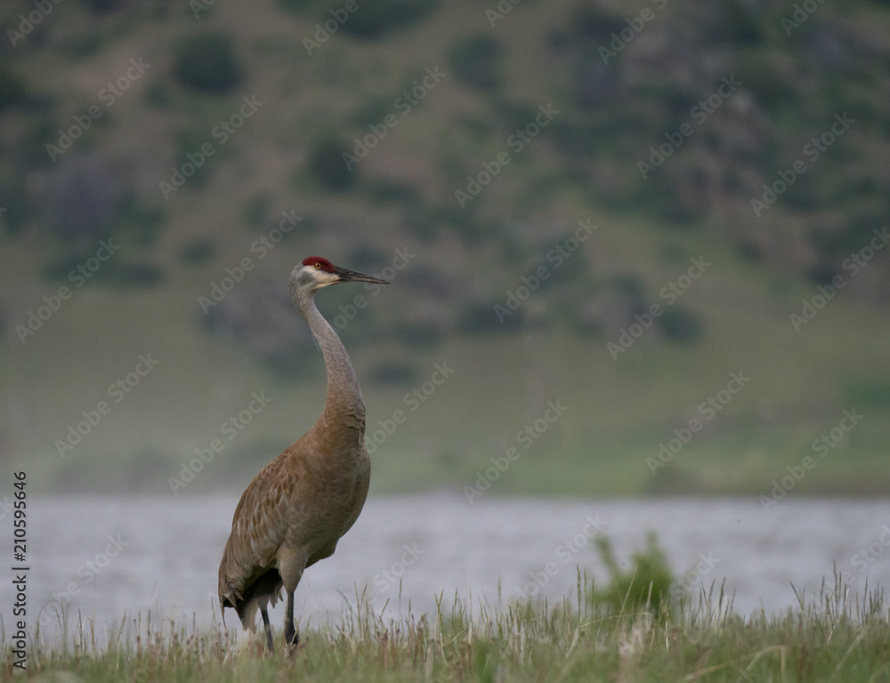 Sandhill Crane with tan and gray feathers on its body and red and ivory ...
