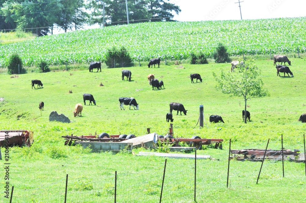 Beef Cattle Stock Photo | Adobe Stock