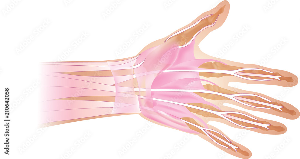Anatomy of human hand and fingers bones. Top view. Stock Vector | Adobe ...