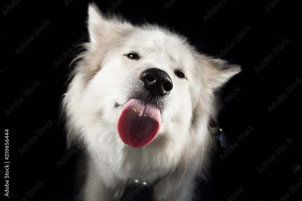 Hund streckt die Zunge raus Stock Photo | Adobe Stock