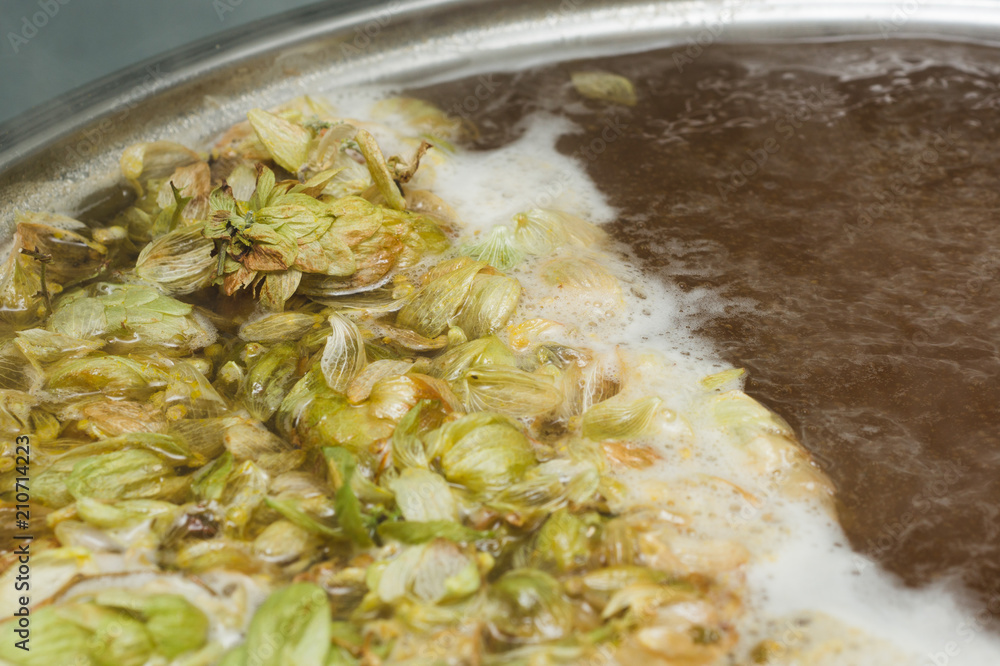 petals and cons of hop on the surface of homet beer. close up. Craft ...