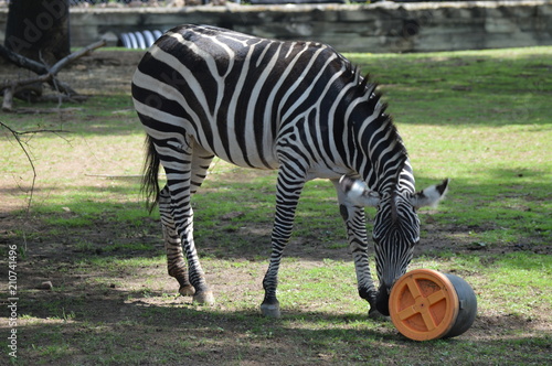 Zebra with an enrichment bucket Stock Photo | Adobe Stock