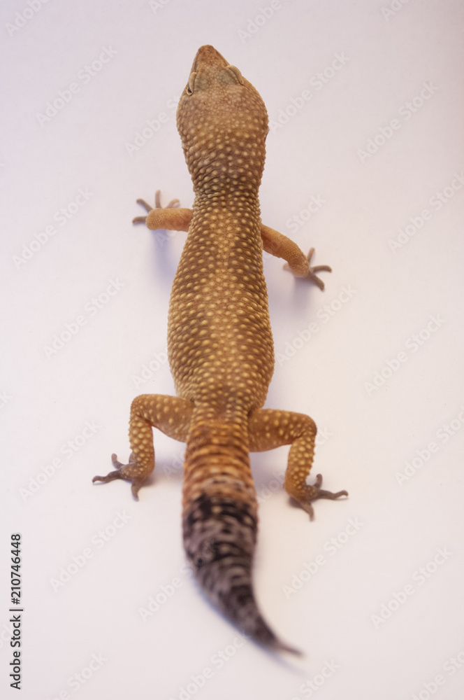 Looking down on Super Hypo Leopard Gecko lizard (Eublepharis macularius ...