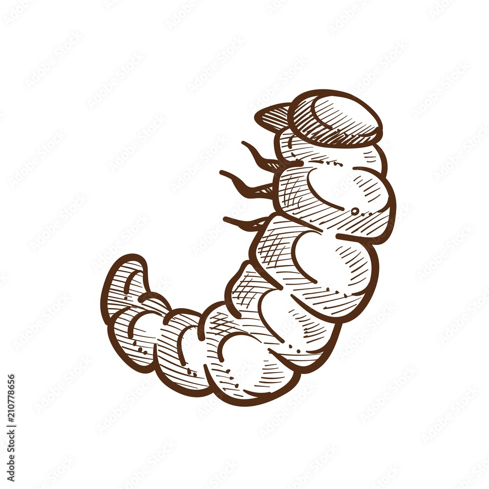 Larva harmful insect monochrome outline sketch vector illustration ...