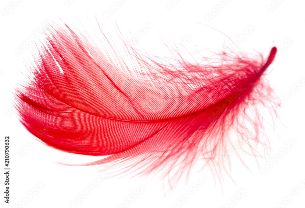 Red feather isolated on white background Stock Photo | Adobe Stock