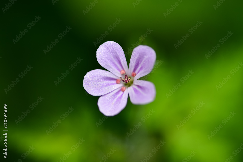 Beautiful little flower of Geranium robertianum, commonly known as Herb ...