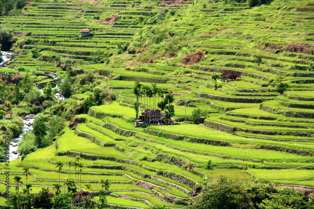 Rice Terraces of the Philippine Cordilleras Stock Photo | Adobe Stock