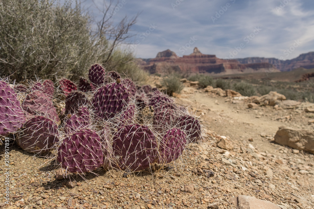 Violet Prickly Pear Cactus along Plateau Point Trail in Grand Canyon ...