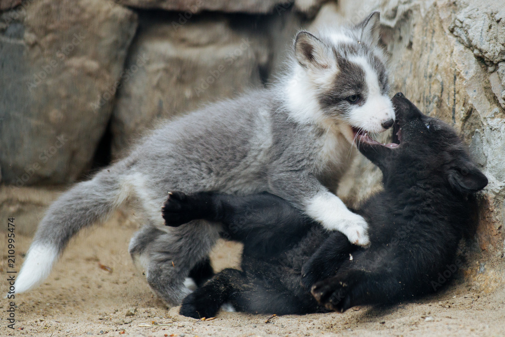 Black Baby Fox Cubs