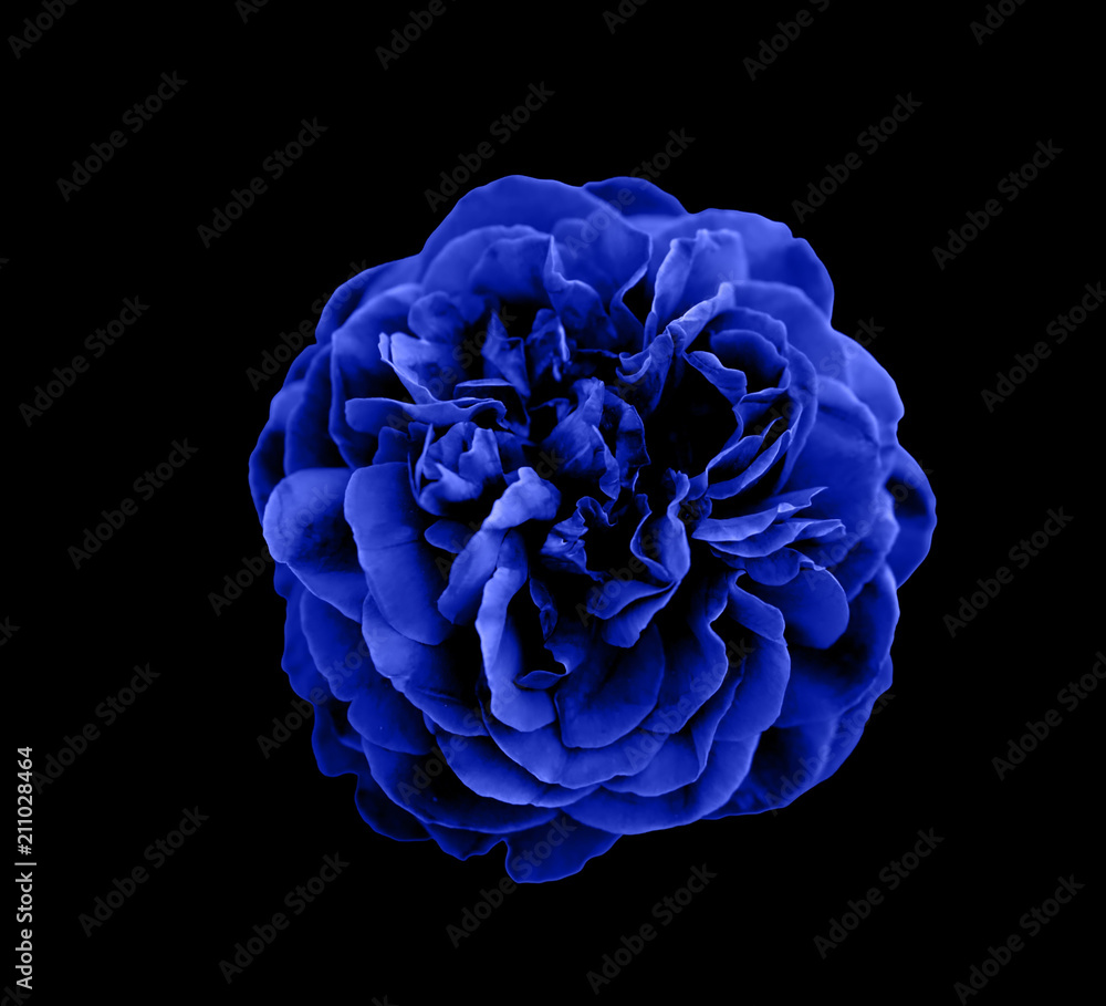 Art photo blue rose petals isolated on the black natural blurred ...