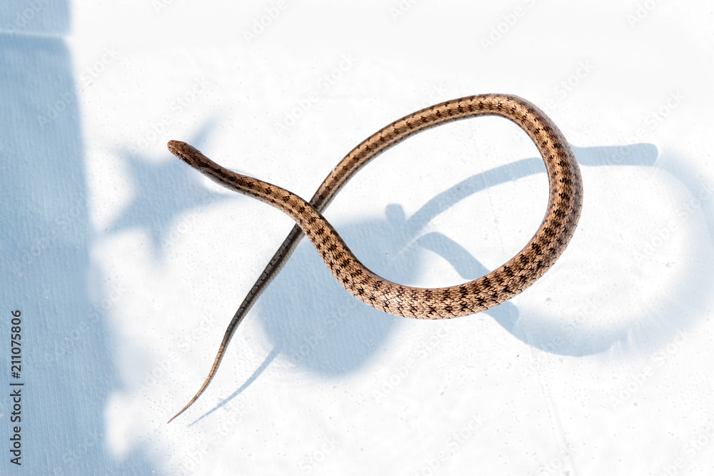 Not poisonous snake Steppes Ratsnakes (Elaphe dione) over white ...