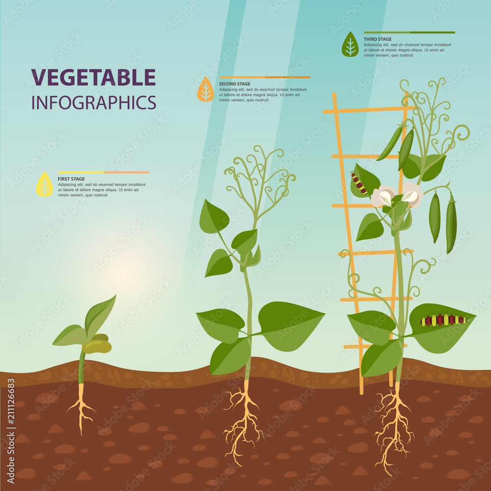 Infographic of plant growth stages. Botany Stock Vector | Adobe Stock