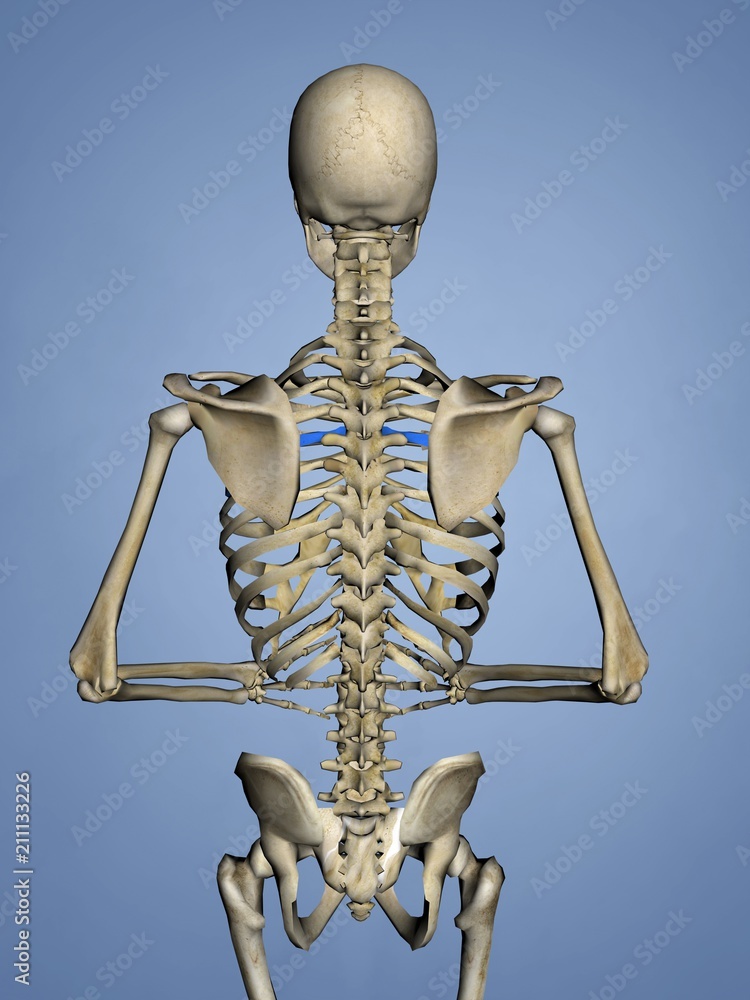 Fifth Rib, Rib Cage, 3D Model Stock Illustration | Adobe Stock