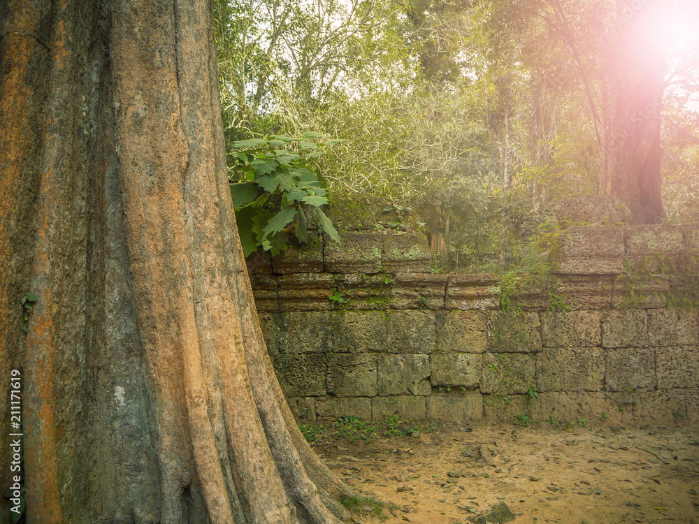 Giant tree roots covering Ta Prom temple, Siem Reap, Cambodia, landmark ...