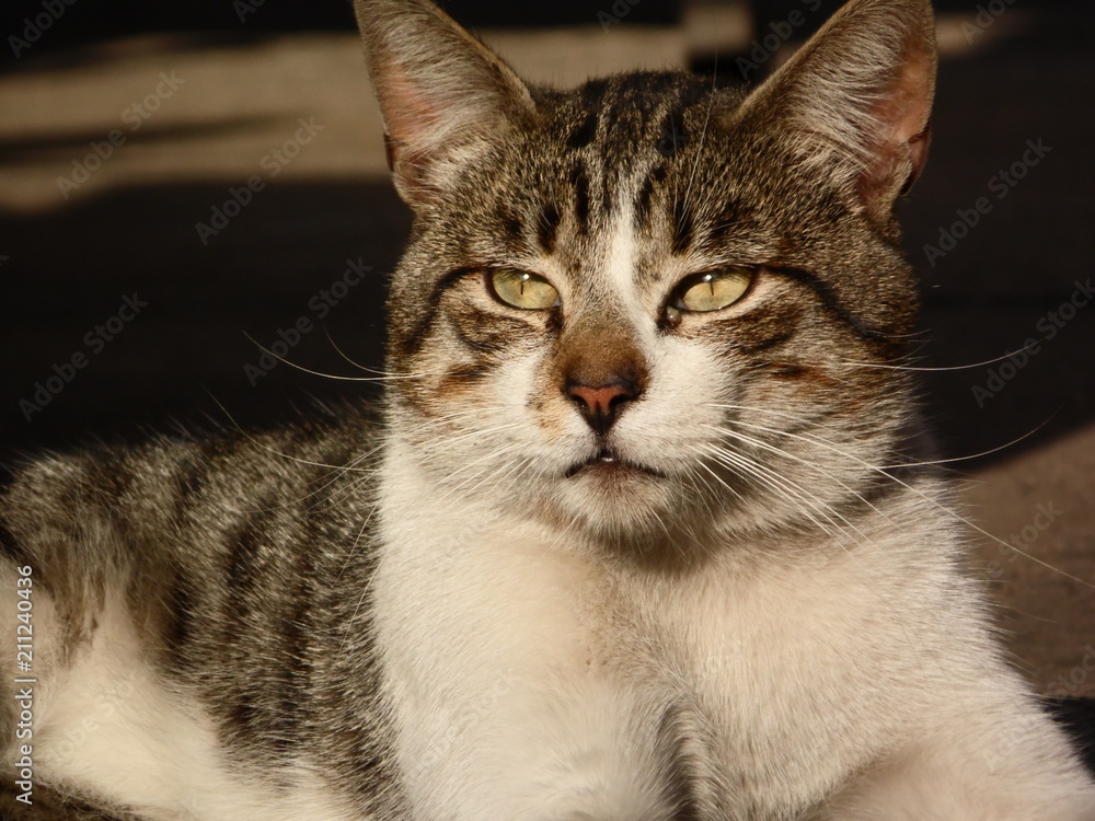 Gato griscon rayas negras y pecho blanco Stock Photo | Adobe Stock
