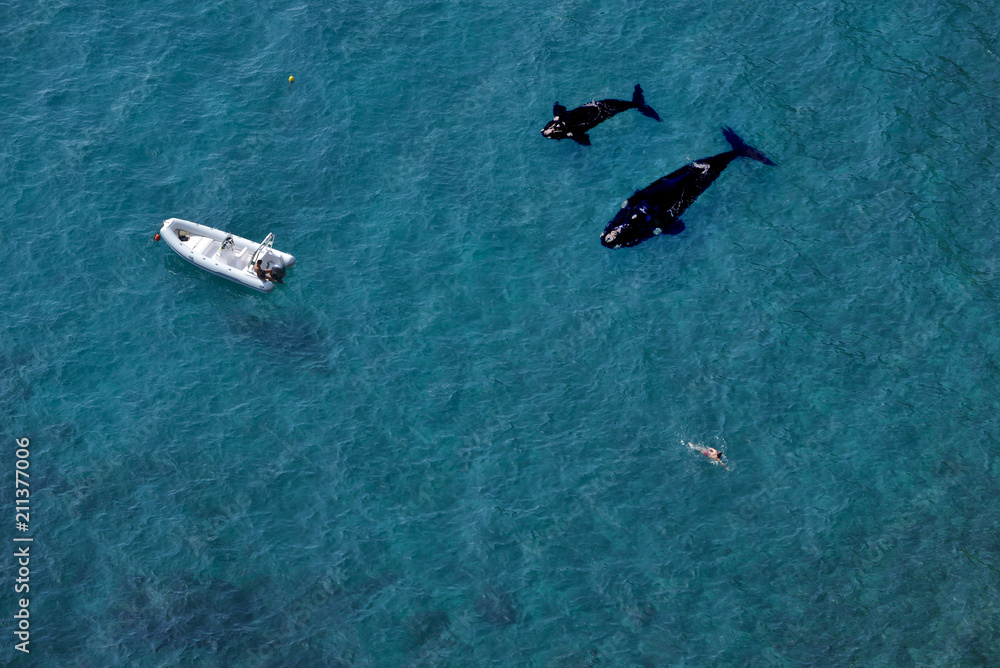 Aerial view of a swimmer and two killer whales or orca (Orcinus orca ...
