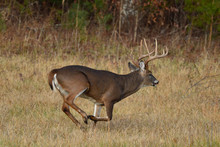 White-tail Buck Running In Fall Free Stock Photo - Public Domain Pictures