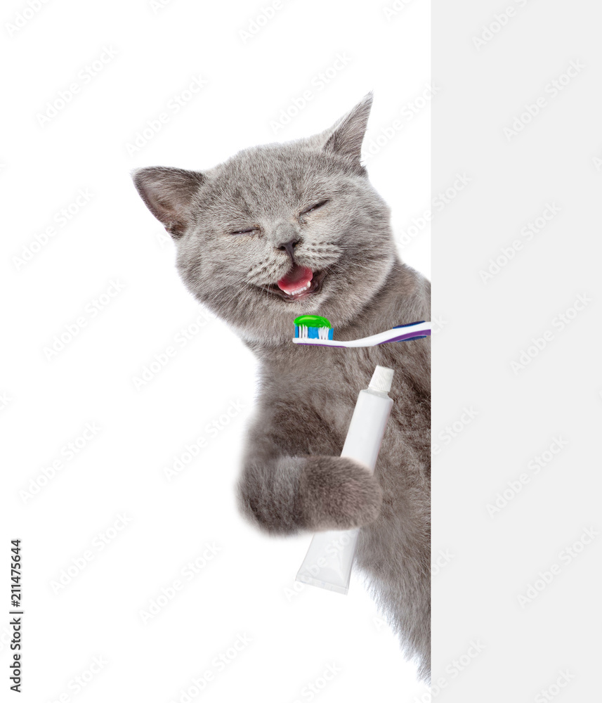 Happy cat with a toothbrush and a tube of toothpaste behind white ...