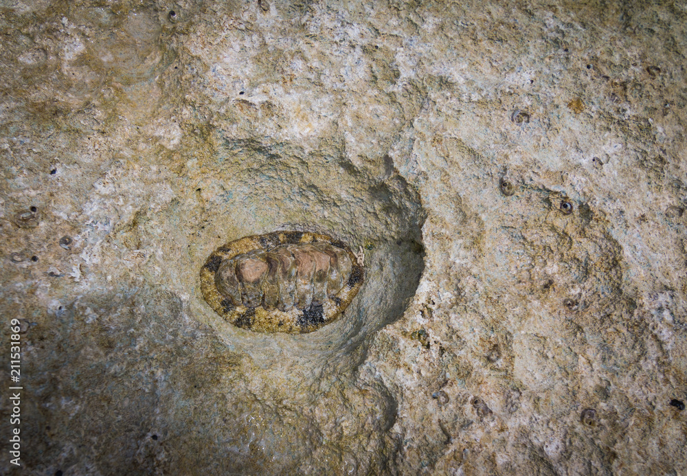 Fuzzy Chiton - Acanthopleura granulata Stock Photo | Adobe Stock