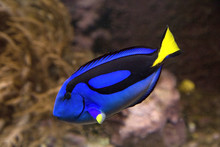 Aquatic Blue Tropical Fish Free Stock Photo - Public Domain Pictures