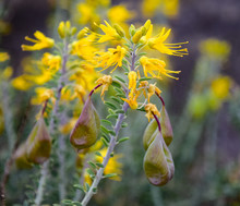 Wet Bladderpod Flower Yellow Free Stock Photo - Public Domain Pictures