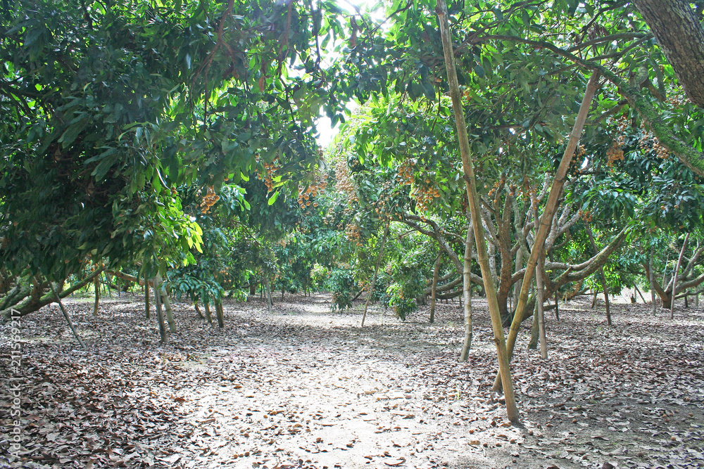 Landscape of longan farm,Tropical fruits in orchard garden Thailand ...