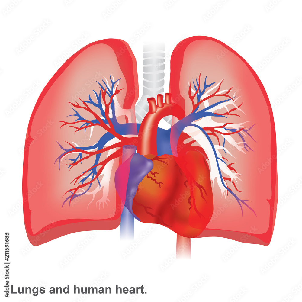 Lungs and human heart illustration infographic anatomy. Stock Vector ...
