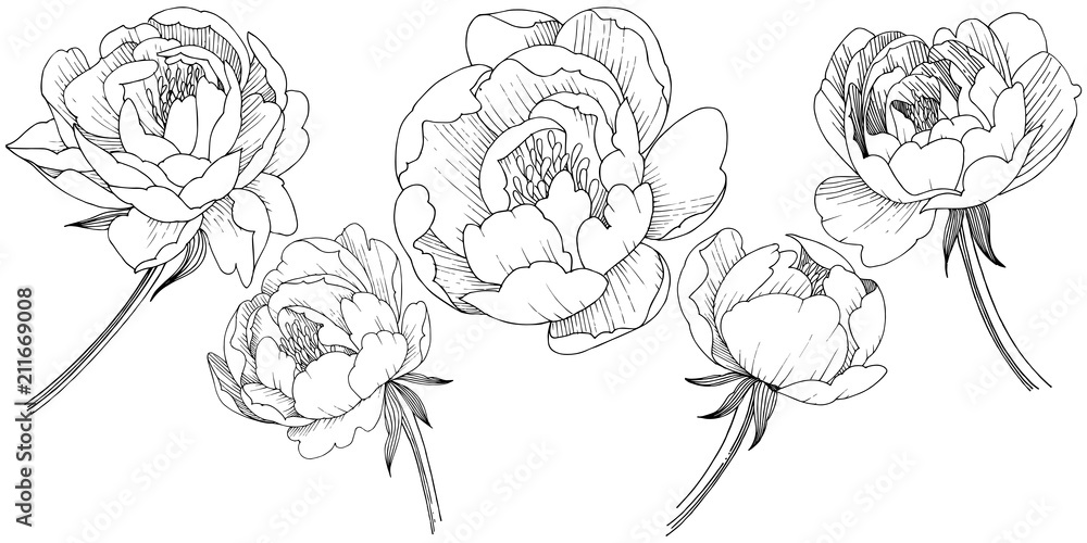 Peony flower in a vector style isolated. Full name of the plant: peony ...