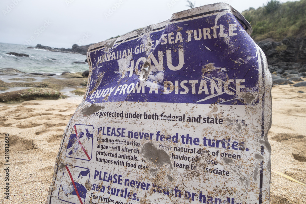 marine biology sea turtle safety and conservation sign on camp olowalu ...
