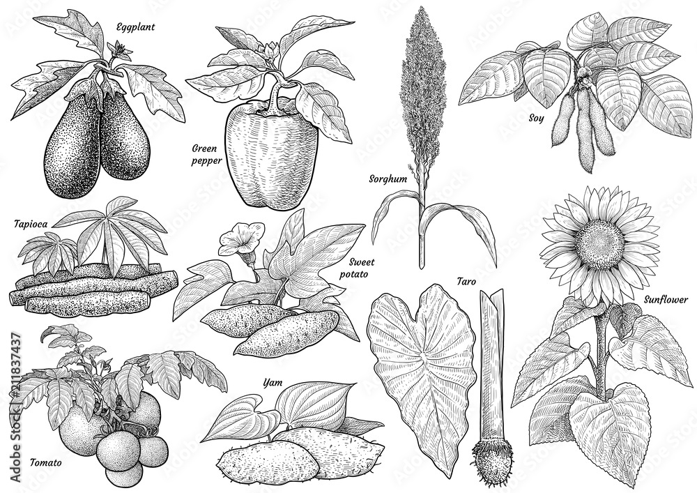 Cultivated plants collection illustration, drawing, engraving, ink ...