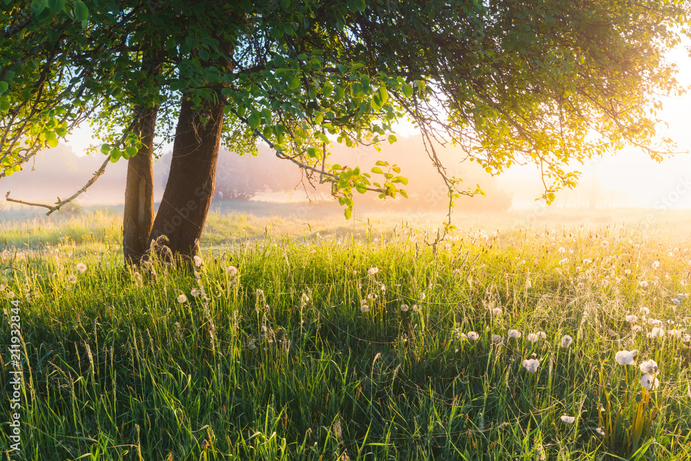 Vivid nature background. Summer nature. Colorful summer landscape ... Vivid nature background. Summer nature. Colorful summer landscape ...