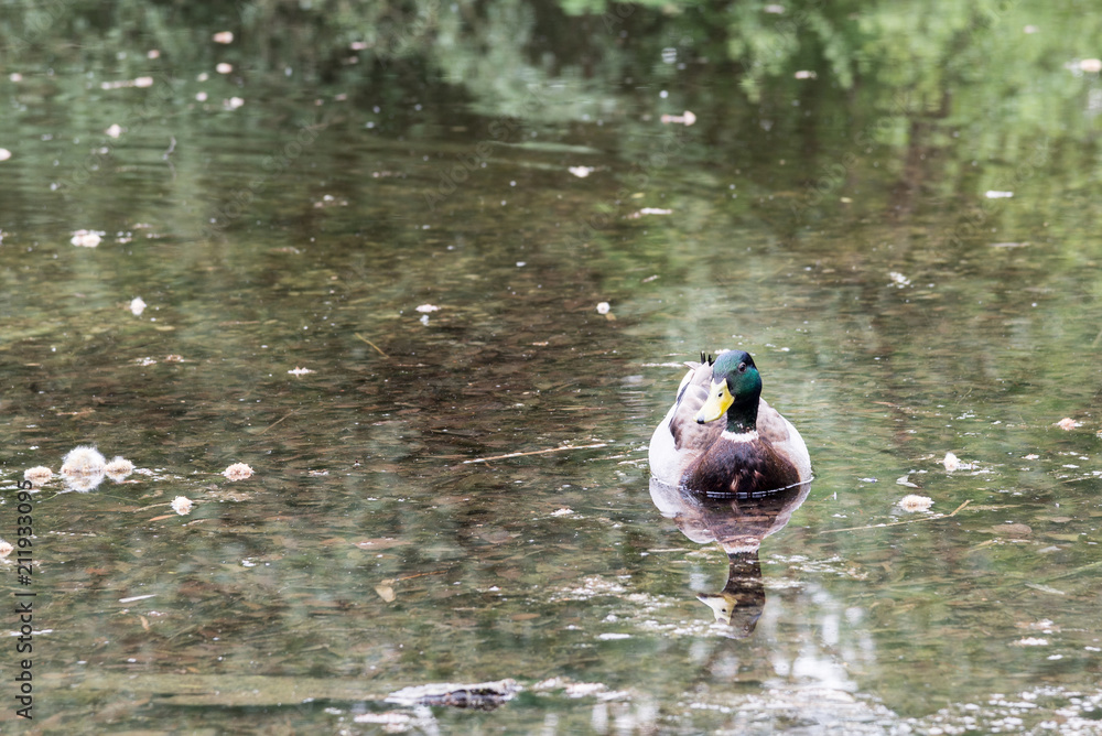 Pato, ánade real o azulón (Anas platyrhynchos) es una especie de ave ...