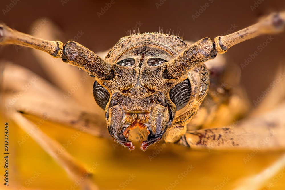 Extreme zoom close up of male brown Deep mountain oak wood borer ...