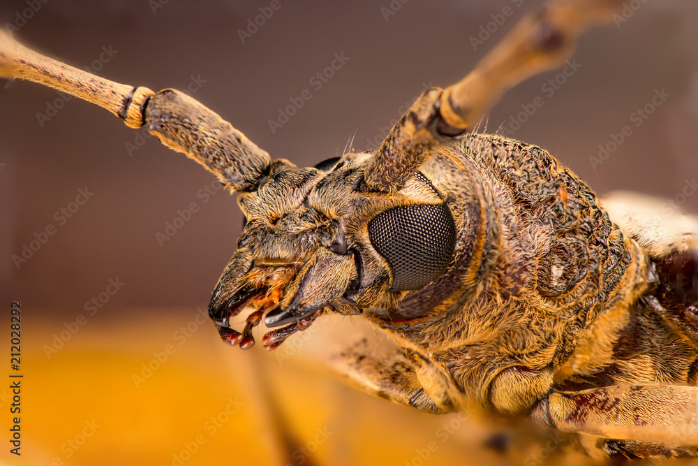 Extreme zoom close up of male brown Deep mountain oak wood borer ...