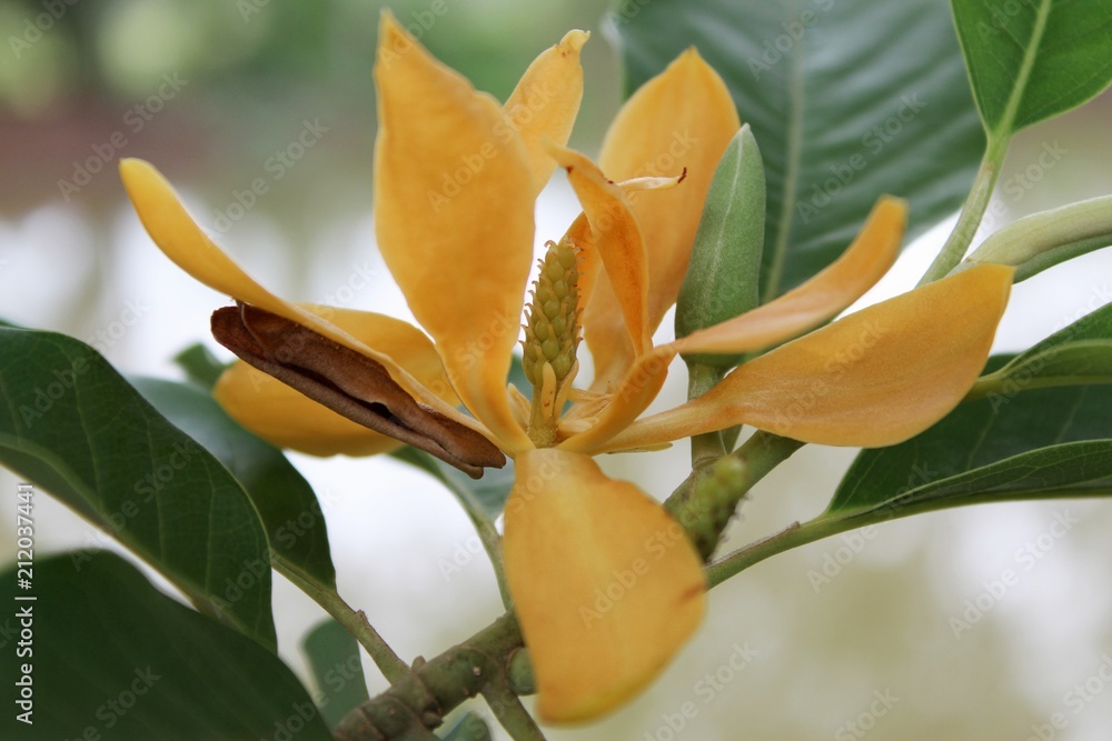 Bud and blooming Champaka flower (Also called as Michelia alba champak ...