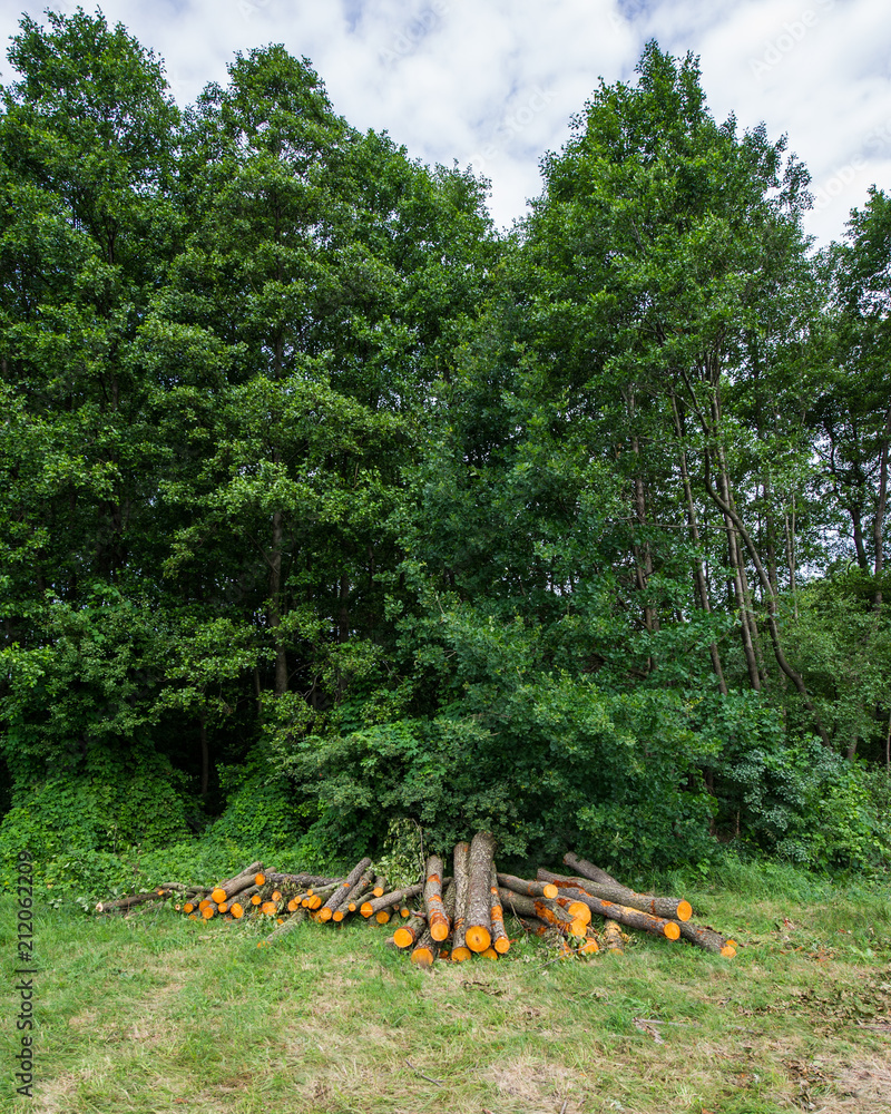Cropped logs of alder trees are stored in the meadow. Deforestation ...