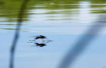 Water Bugs Free Stock Photo - Public Domain Pictures
