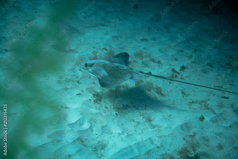 Round Stingray Stock Photo | Adobe Stock
