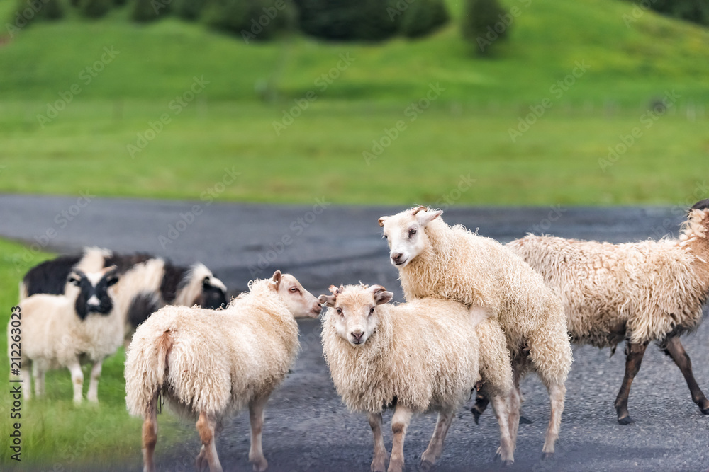 Closeup of many sheep mating reproducing in Iceland countryside rural ...