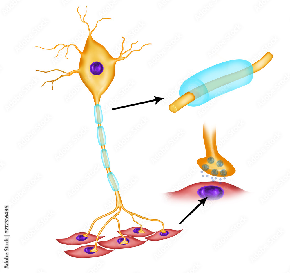Motor neuron. Vector diagram Stock Illustration | Adobe Stock