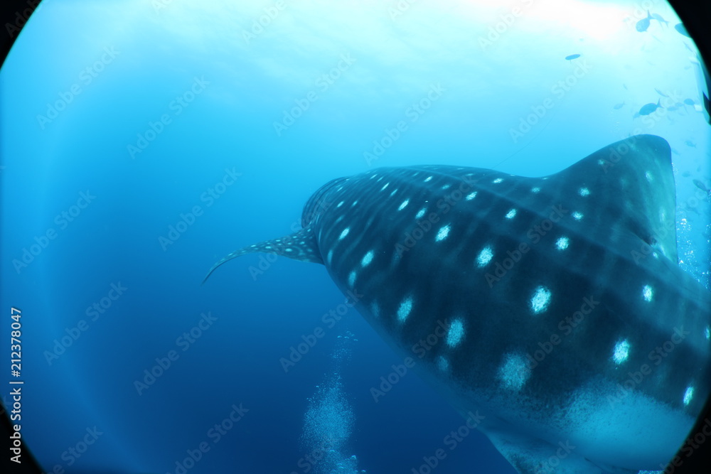 Unedited huge pregnant female whale shark from Darwin Island in the ...