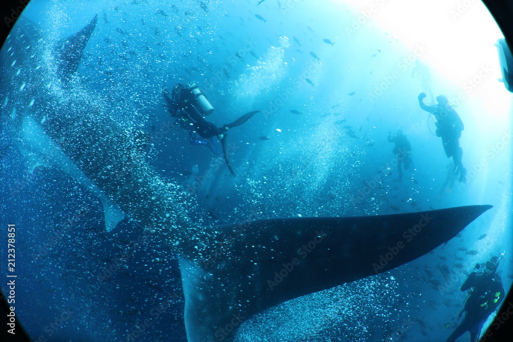 Unedited huge pregnant female whale shark from Darwin Island in the ...