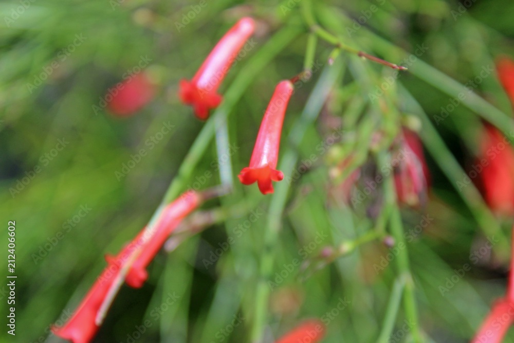 Close up small decumbent red flower of russelia equisetiformis flower ...