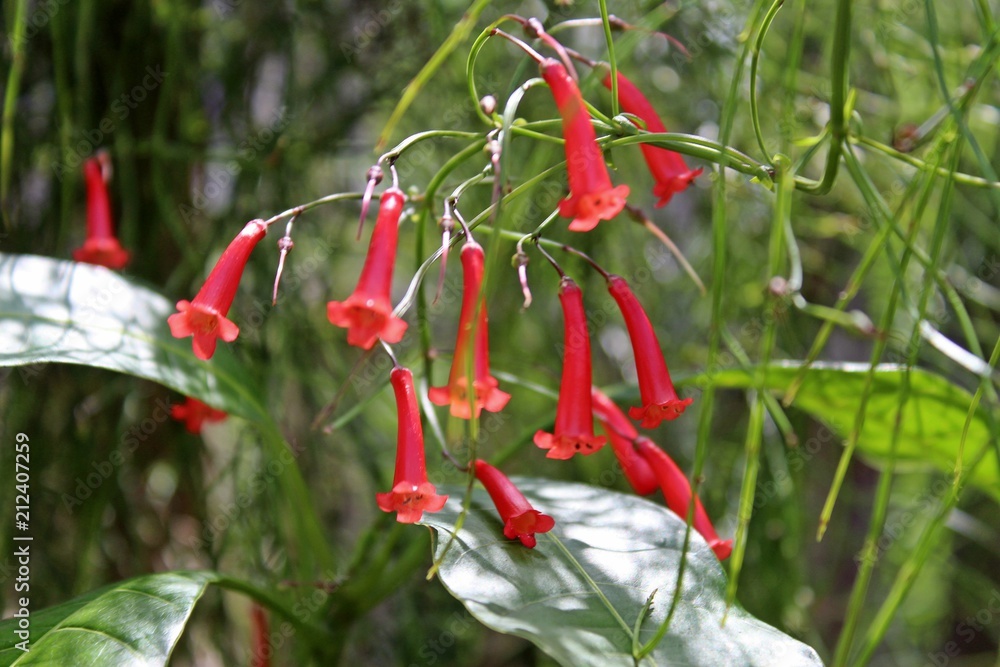 Close up small decumbent red flower of russelia equisetiformis flower ...