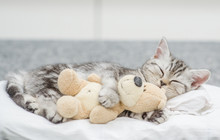 Silver Tabby Cat Sleeping With Toy Free Stock Photo - Public Domain ...