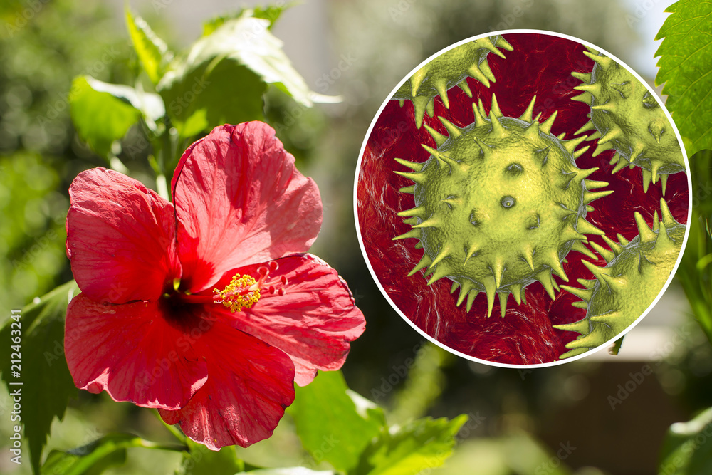 Hibiscus rosa-sinensis flower with close-up view of its pollen grains ...